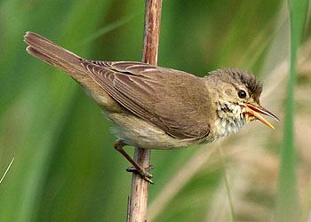 苇莺亚科 Acrocephalinae 蓝色动物学（中国动物学科普）